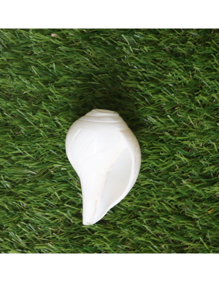 Vamvarti shankh vamavarti blowable conch 10cm Rameshwar
