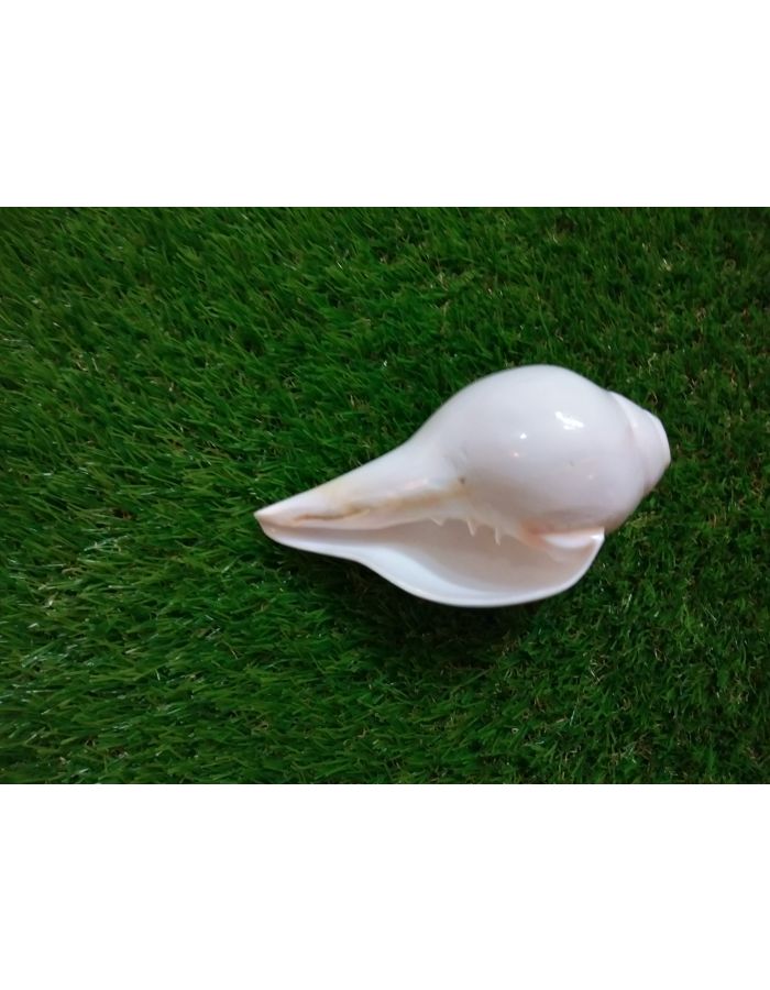 Vamavarti shankh blowing shankh plain bajane wala shankh left hand ...