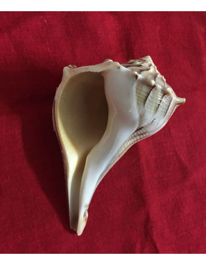 Dakshinavarti shankh right handed Pooja shankh dakshinavarti shell ...