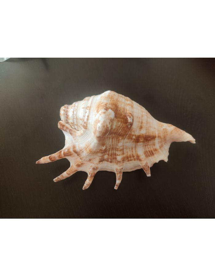 Panchajanya shankh blowing conch 6 inches