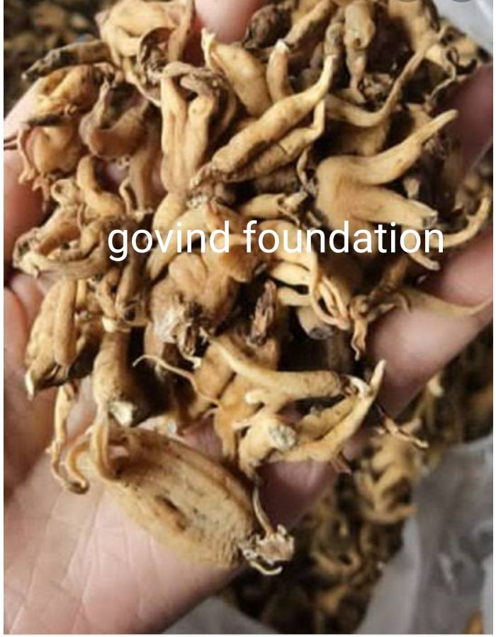 Salam panja whole original salam panja 50gm