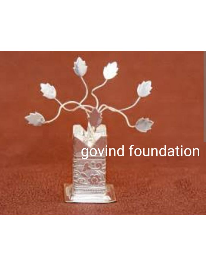 Silver Tulsi plant 4 inches Chandi ka Tulsi plant
