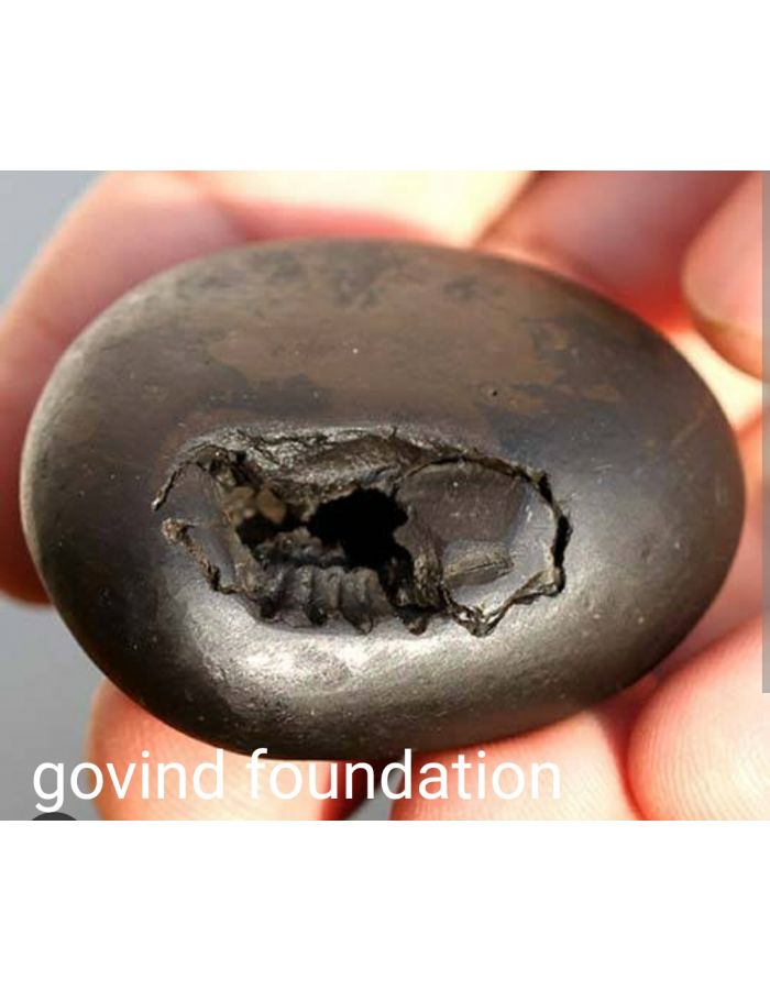 Narsimha Shaligram Original Narsimha Saligram from gandki river