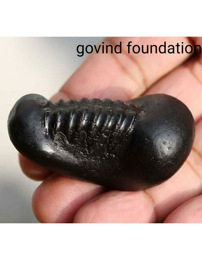 Laxmi Shaligram Original Laxmi Shaligram Saligram