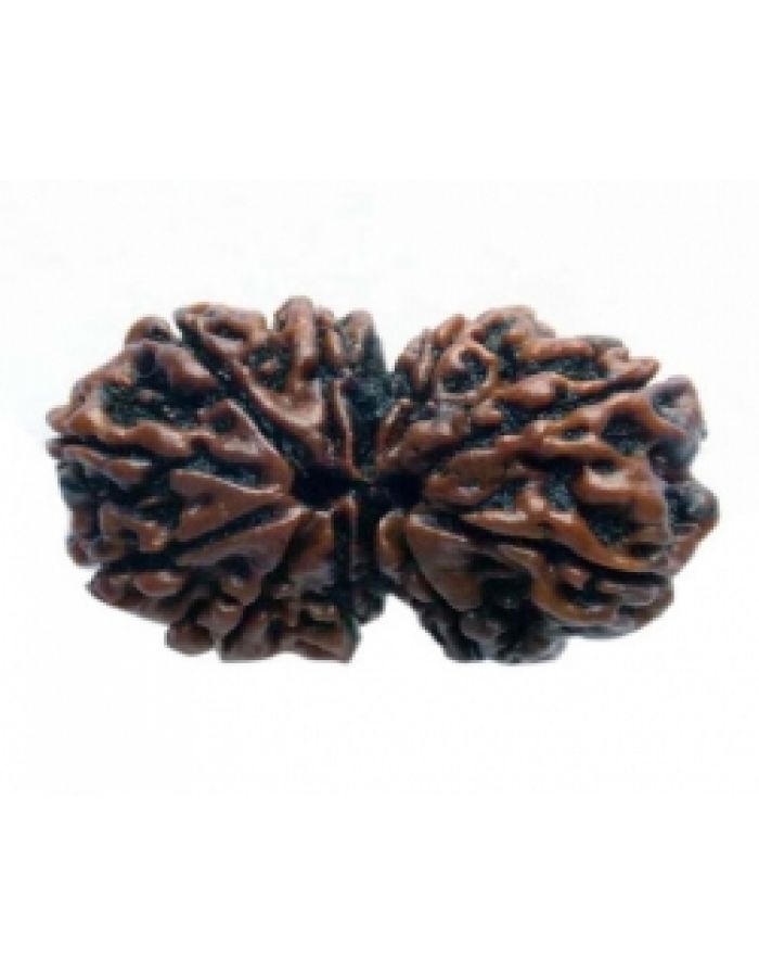 Gorishankar rudraksh original gowrishankar rudraksha 25mm