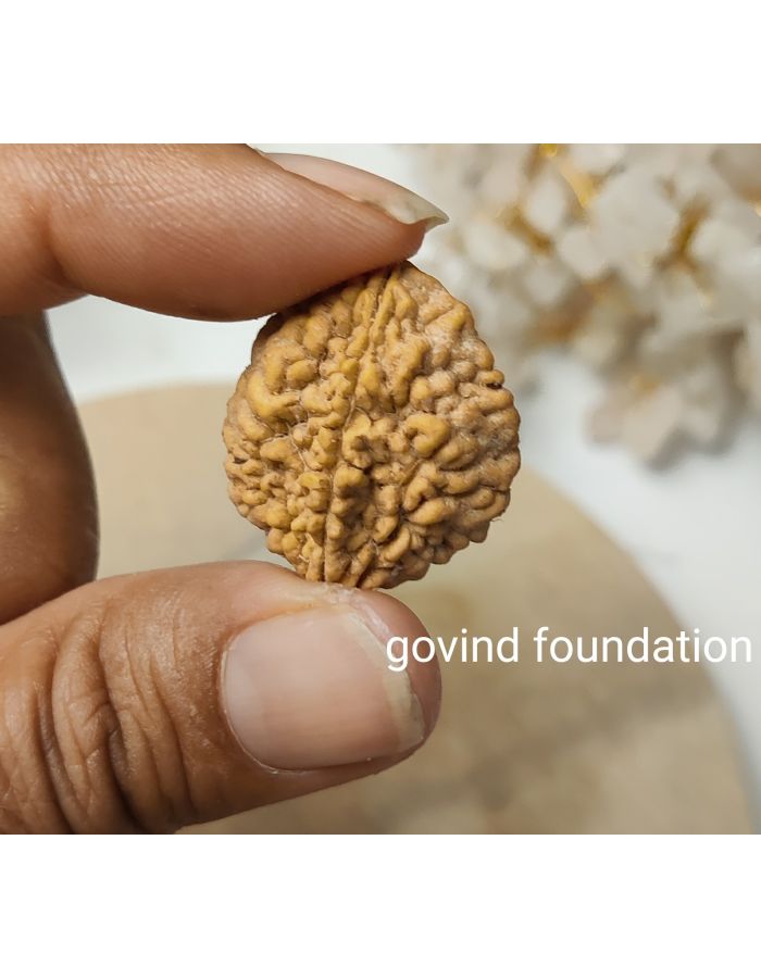 2 mukhi Rudraksha Original Do mukhi Rudraksha