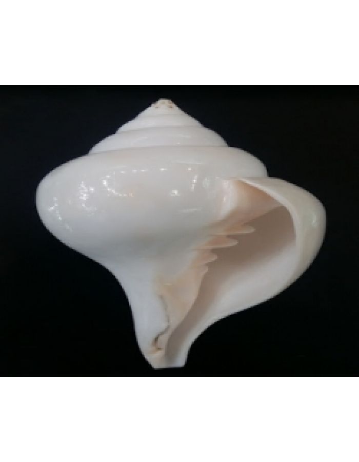 Vamvarti shankh Blowable shell bajane wala shankh big size 7 inches