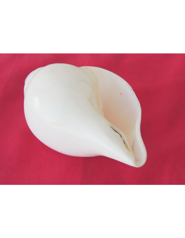 Vamvarti shankh Blowable shell bajane wala shankh big size 7 inches
