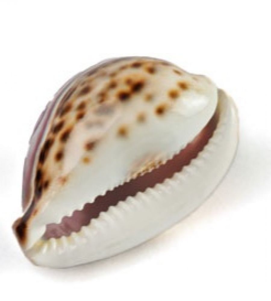 Vishnu kaudi big size kodi koudi