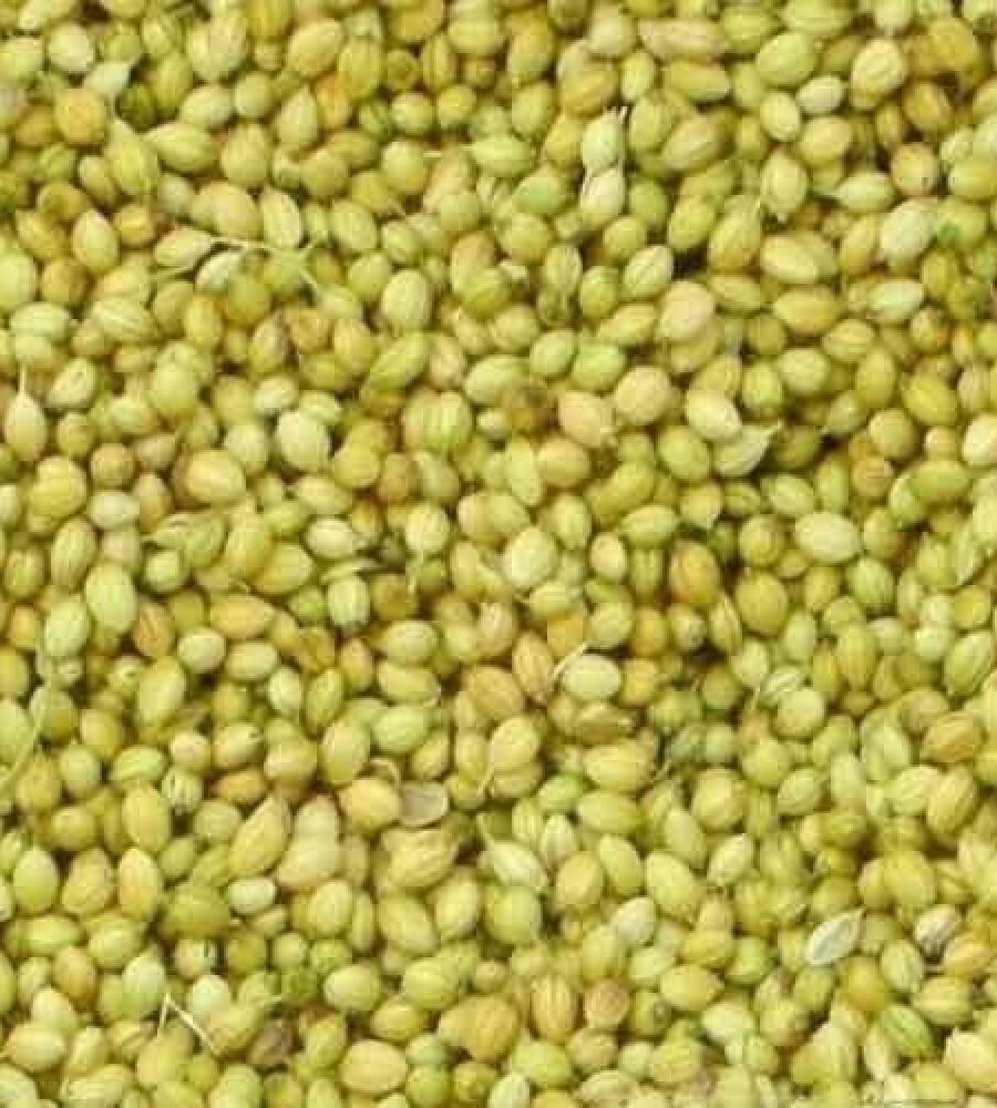 Sabut dhaniya organic whole coriander seeds 500 gm