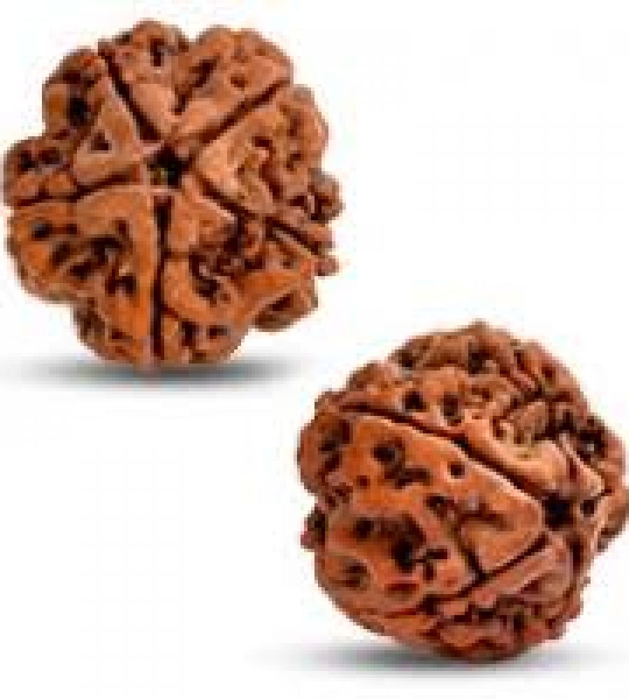 5 mukhi rudraksh 5 face rudraksh Nepali 2 piece