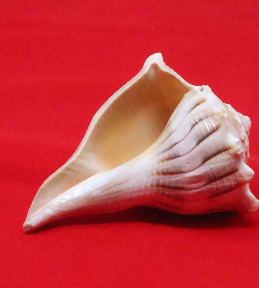 Shankh dakshinavarti brwon 3.inches dakshinavarti shell