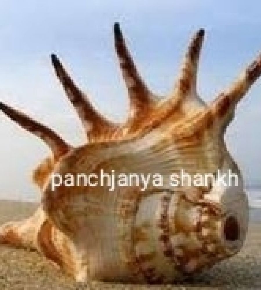Panchjanya shankh conch Panchjanya shell Panchjanya