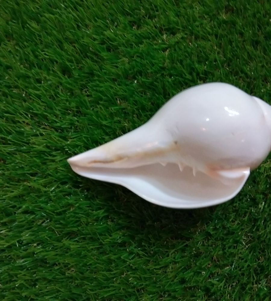 Vamavarti shankh blowing shankh plain bajane wala shankh left hand ...