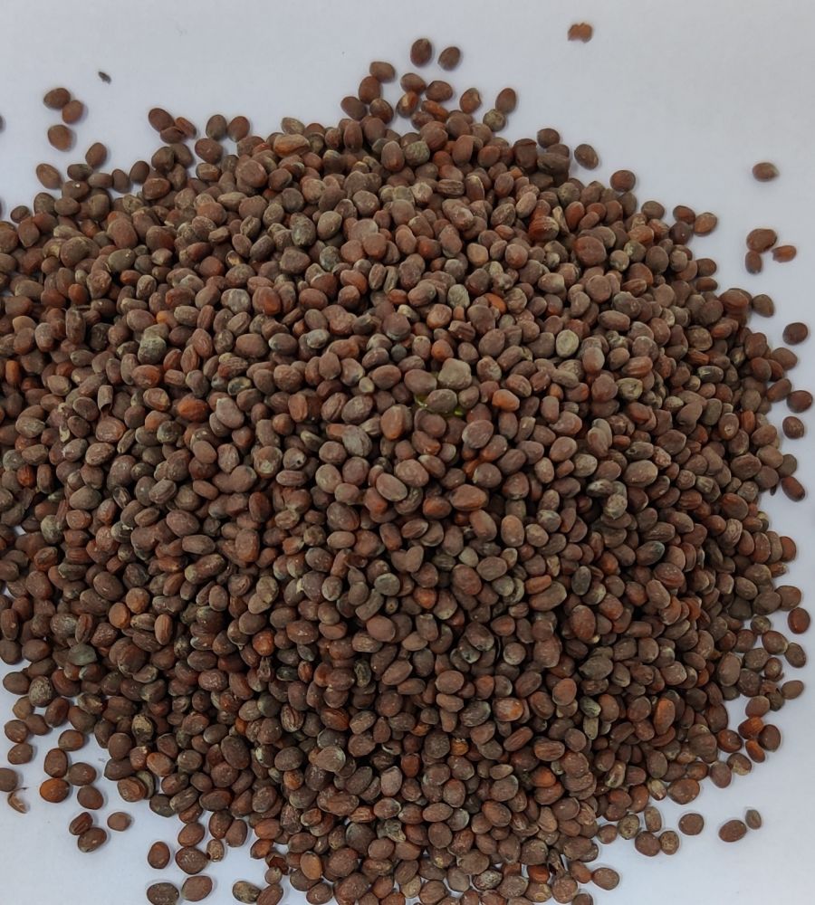 Edible radish seeds mooli ke beez 200gm