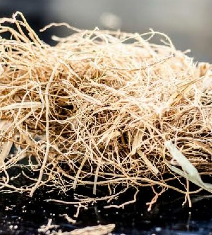 khus root khas khas grass vetiver root 100gm