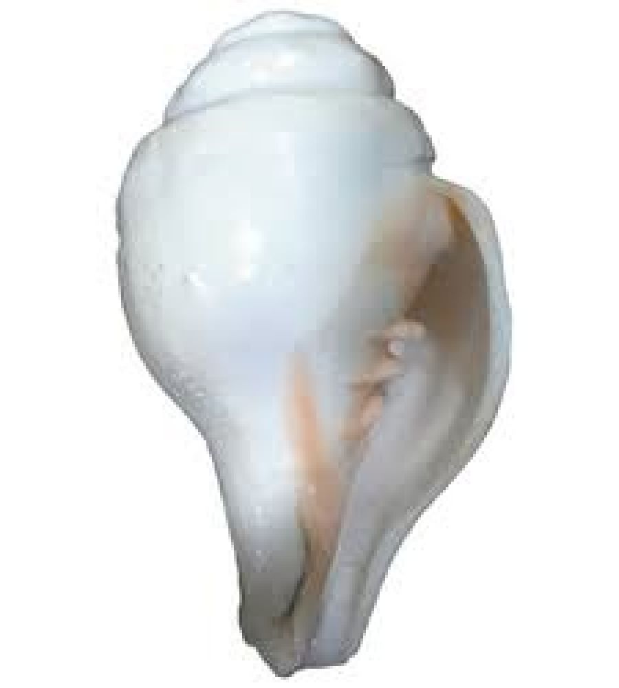 Vamavarti shankh blowing shankh blowing shell 7 inches