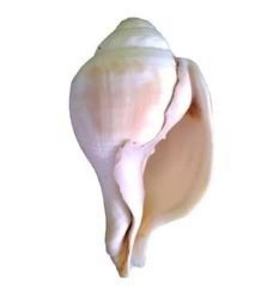 Vamavarti shankh blowing shankh blowing shell big size 9 inches
