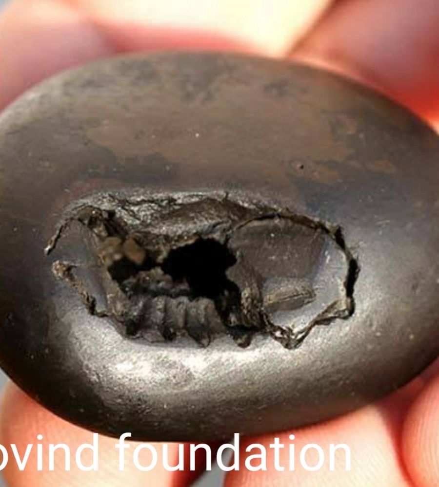 Narsimha Shaligram Original Narsimha Saligram from gandki river