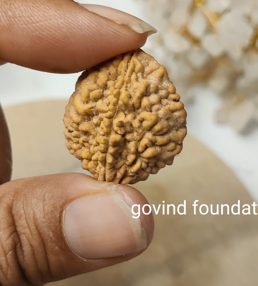 2 mukhi Rudraksha Original Do mukhi Rudraksha