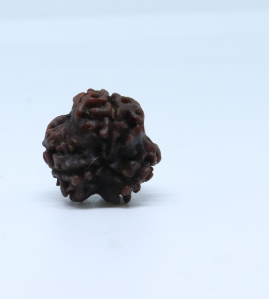 3 Face rudraksh 3 mukhi rudraksha 18mm