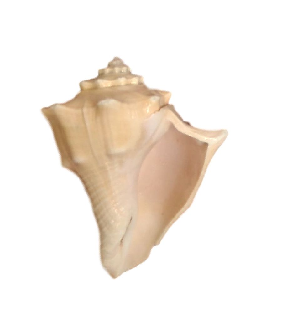 Dakshinavarti shankh right side dakshinavarti Pooja shankh conch 5 ...