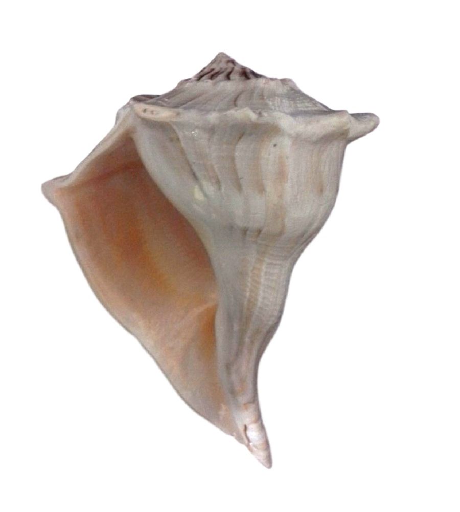 Dakshinavarti shankh dakshinavarti shell 4 inches